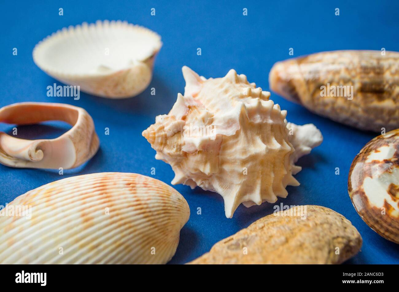Summer time concept with sea shells on classic blue color background ...