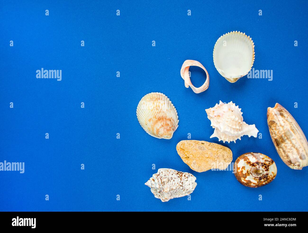 Summer time concept with sea shells on classic blue color background ...