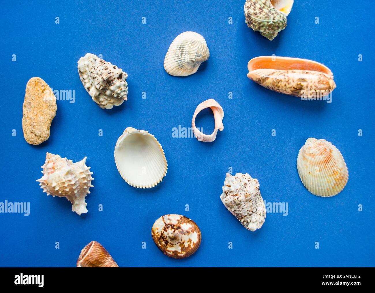 Summer time concept with sea shells on classic blue color background ...