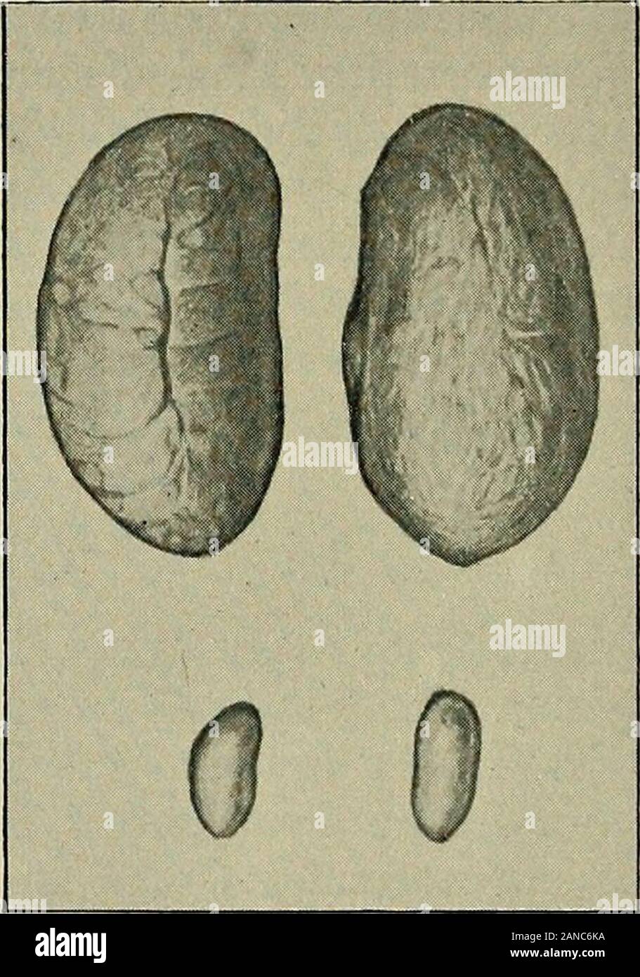 Chirurgie der Thymusdrüse . Fig. 15. Scliließliclie Atrophie der Hoden ...