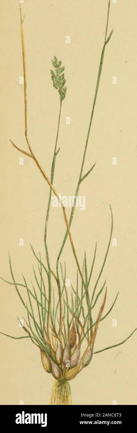 A natural history of British grasses Stock Photo - Alamy