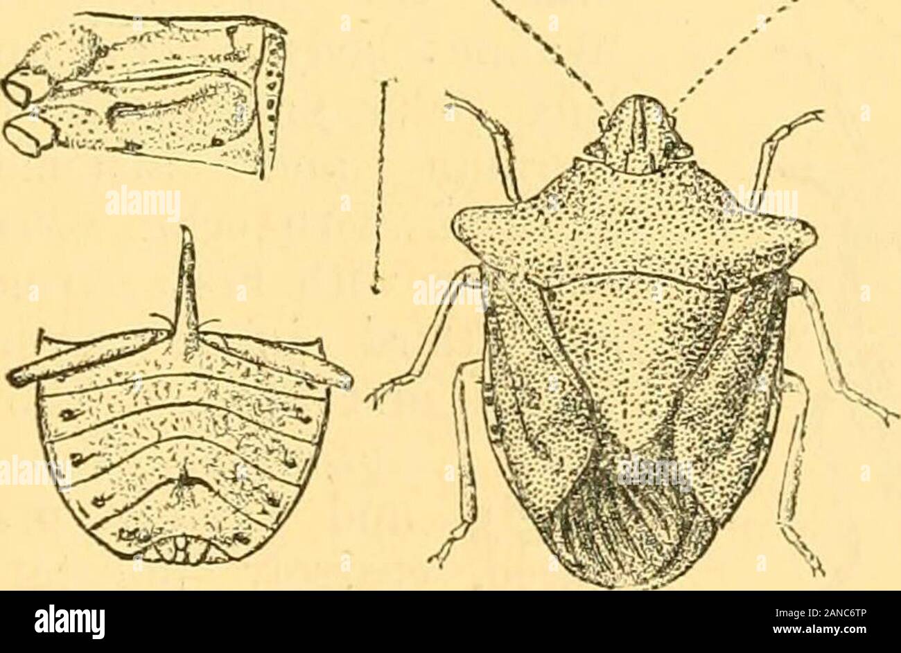 Rounded abdomen hi-res stock photography and images - Alamy