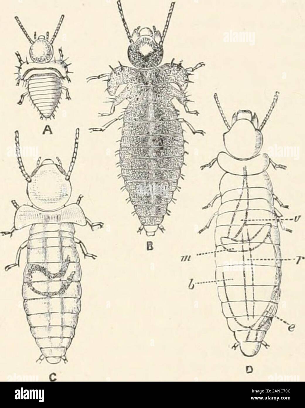 A text-book of entomology, including the anatomy, physiology ...