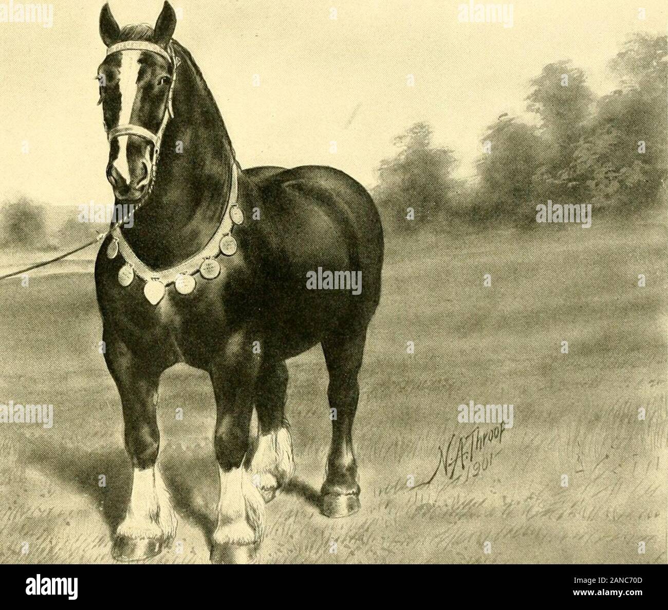 Belgian percheron hi-res stock photography and images - Alamy