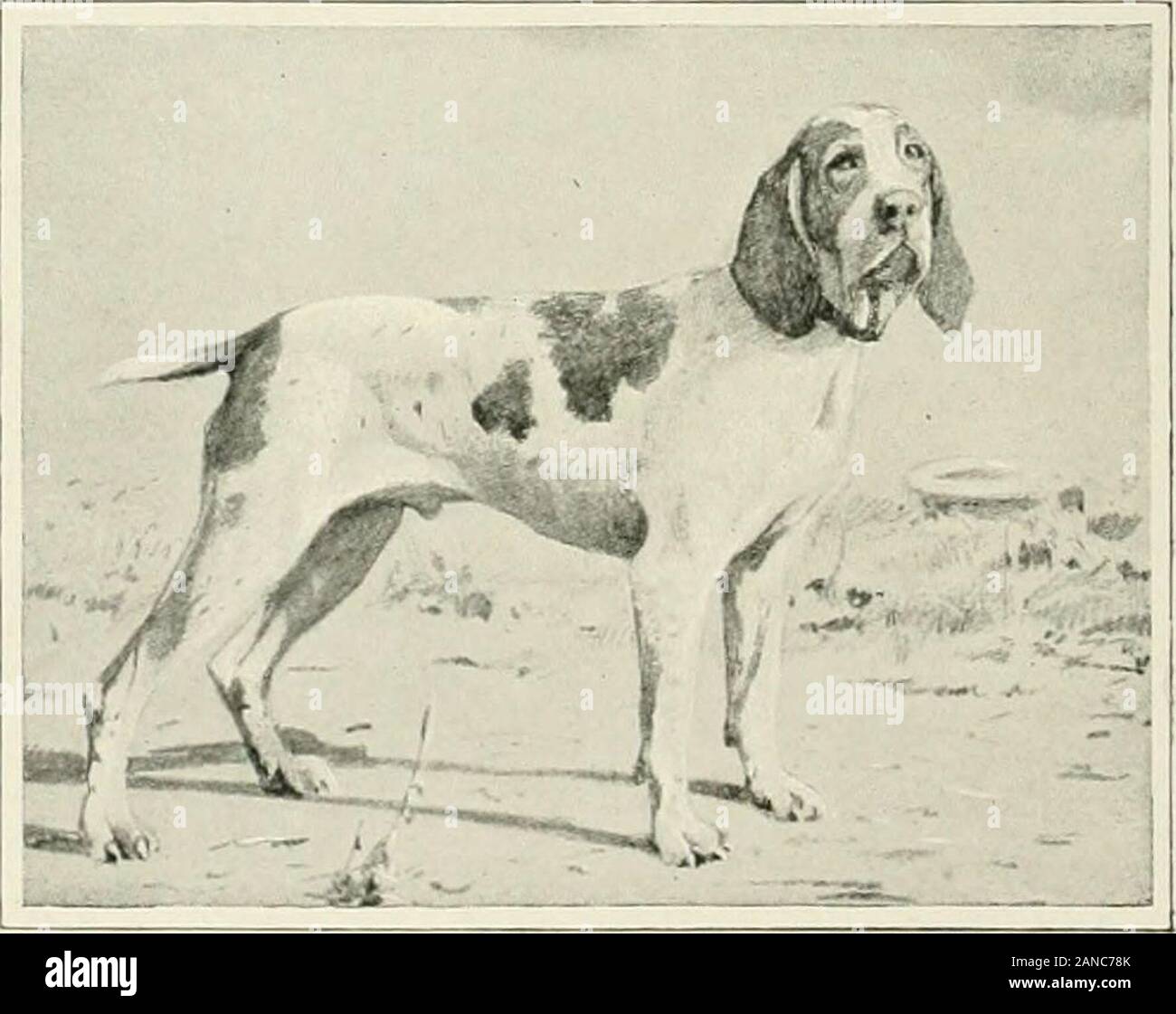 Old spanish pointer hi-res stock photography and images - Alamy