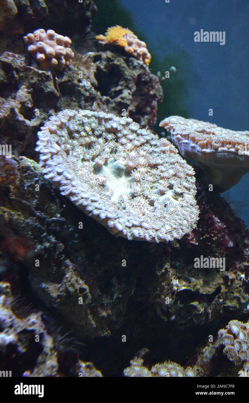 Coral in the Berlin Aquarium, Germany Stock Photo - Alamy