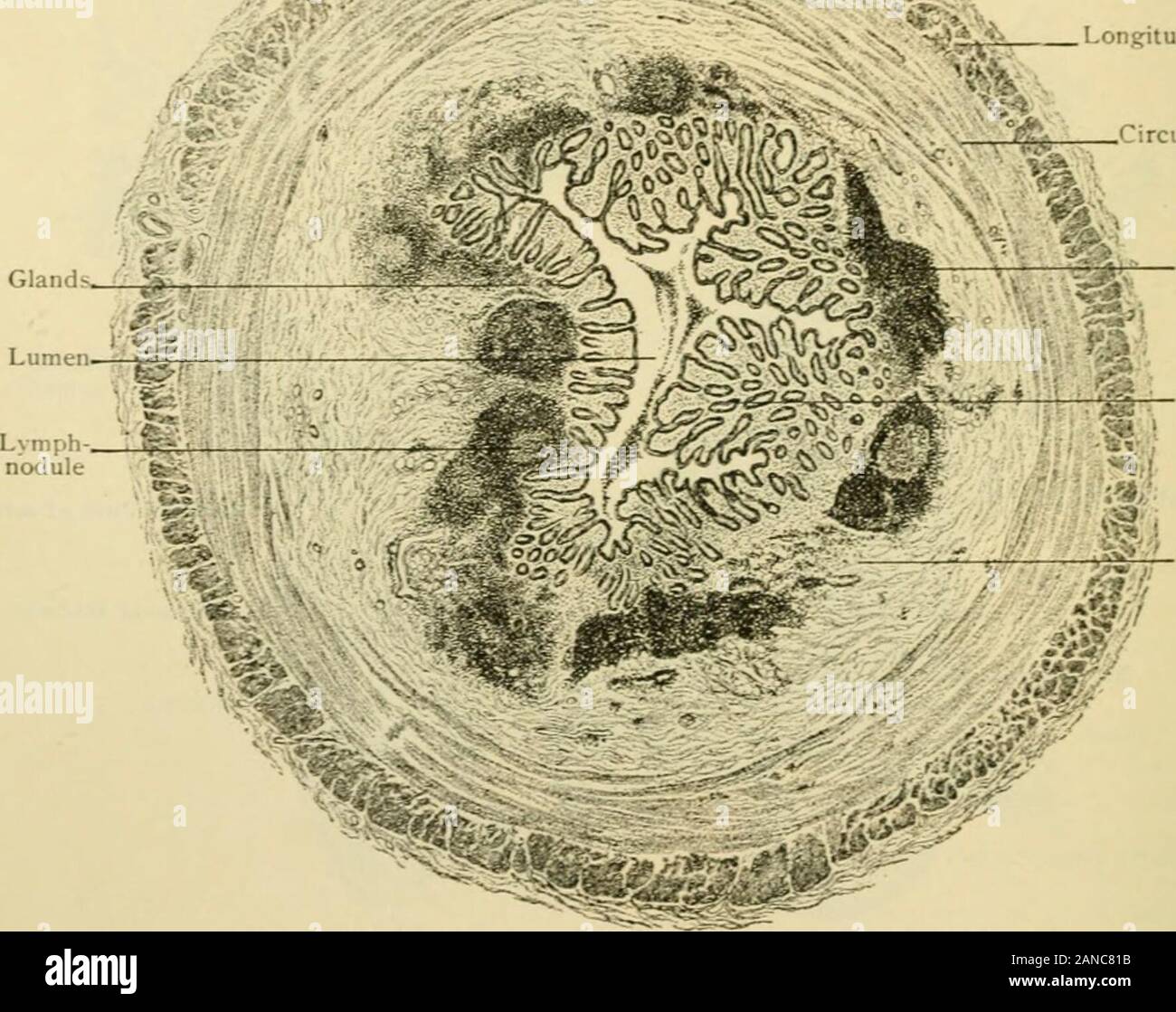 Human anatomy, including structure and development and practical ...