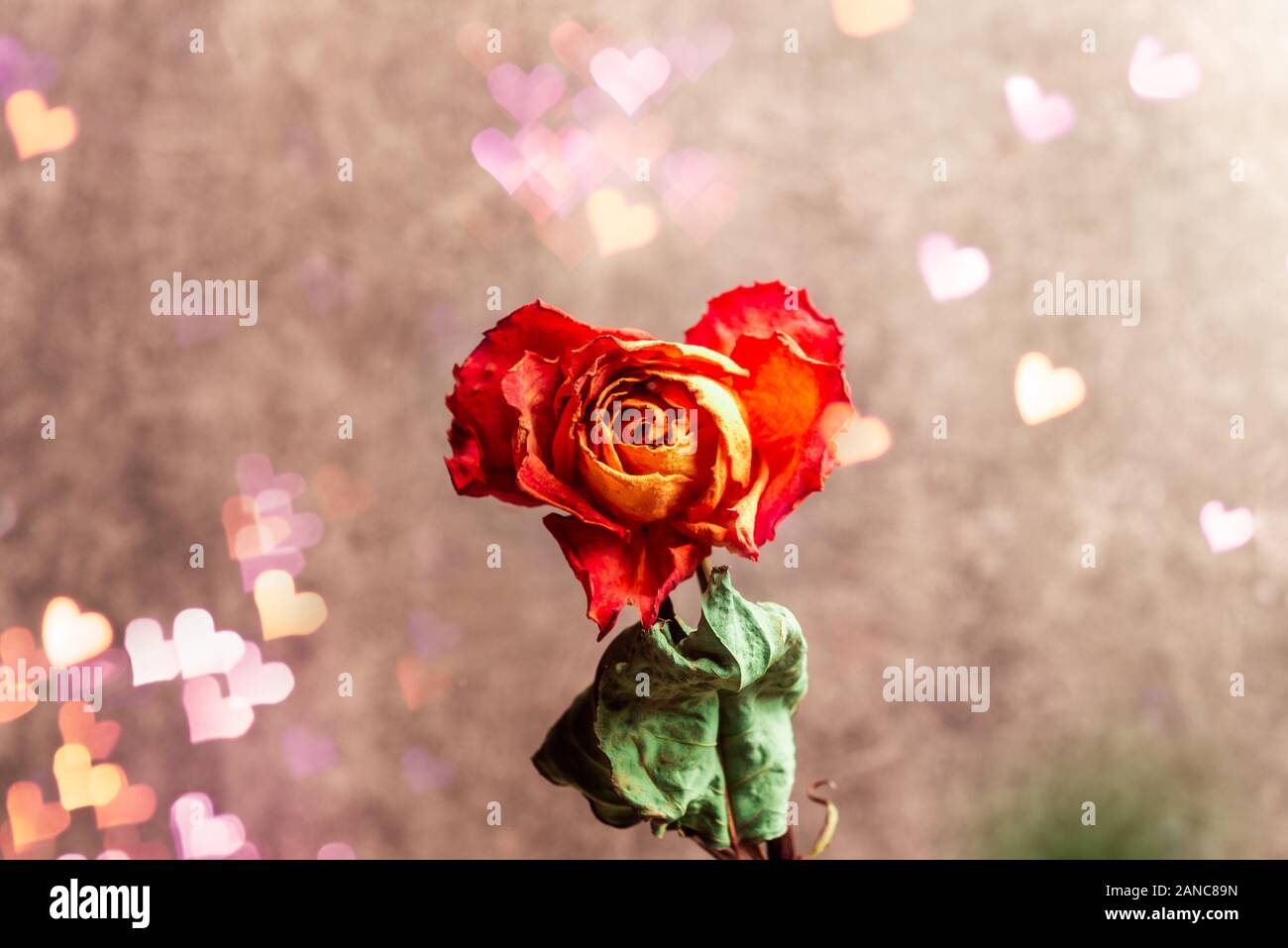 Dried orange rose,beautiful faded flower as a symbol of broken heart ...