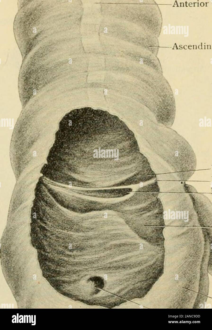 Human anatomy, including structure and development and practical ...