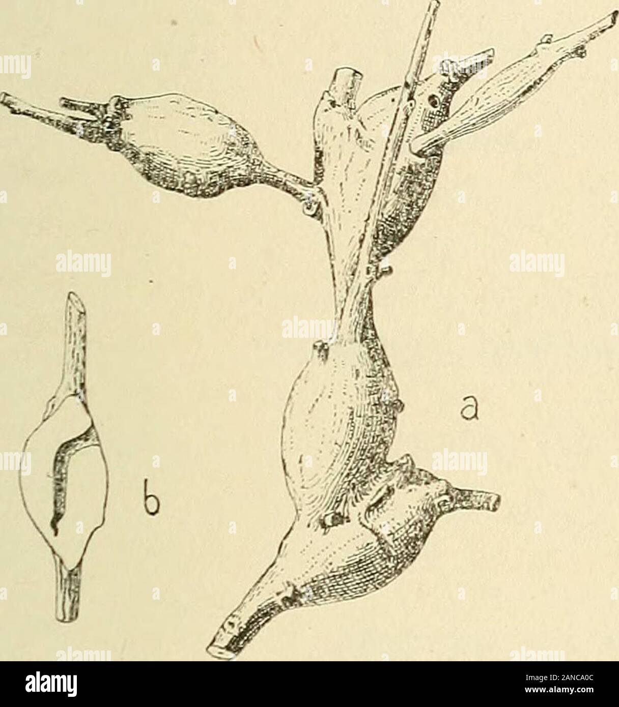 Renflement brun hi-res stock photography and images - Alamy