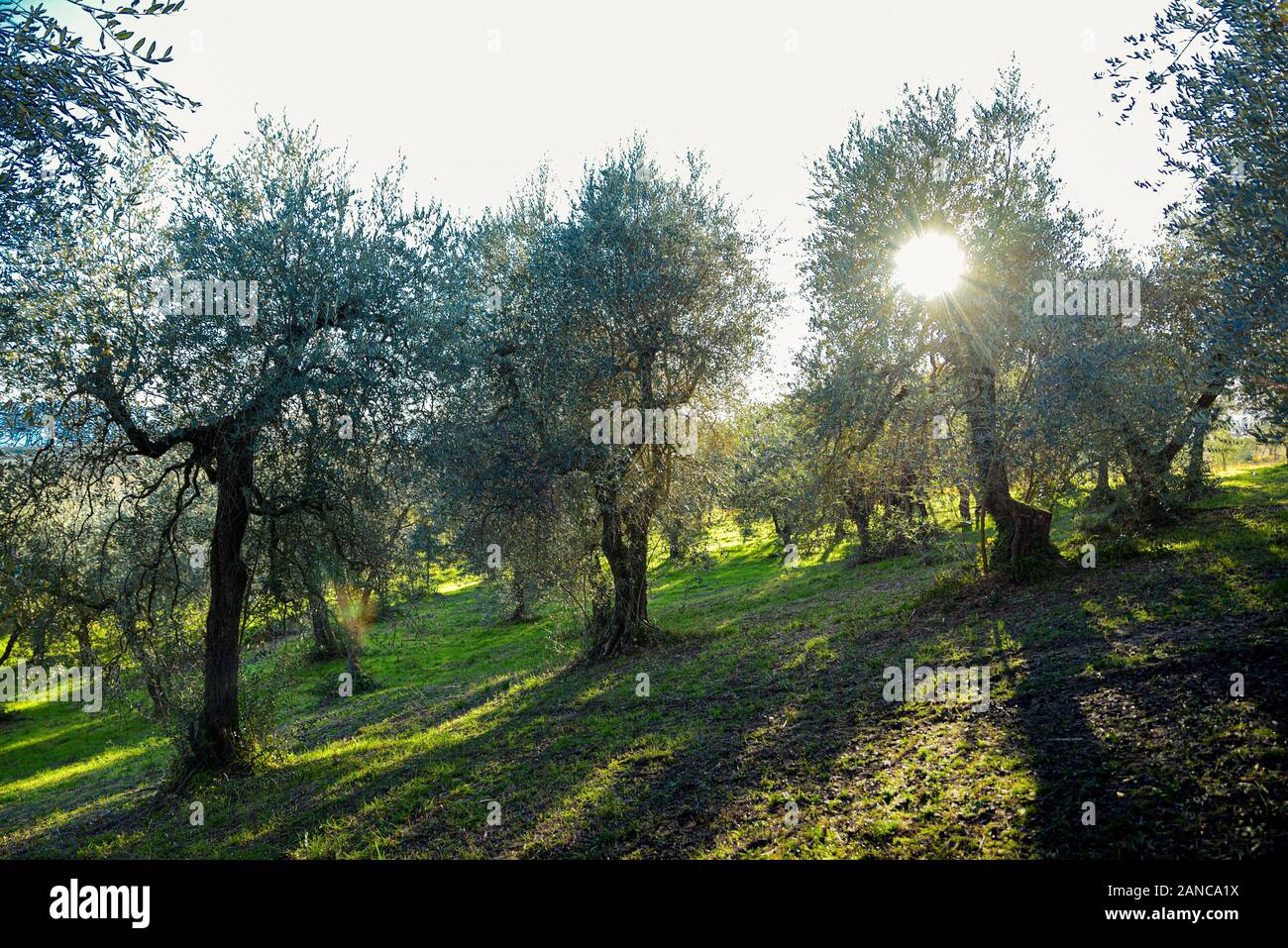 Group olive trees sunset hi-res stock photography and images - Alamy