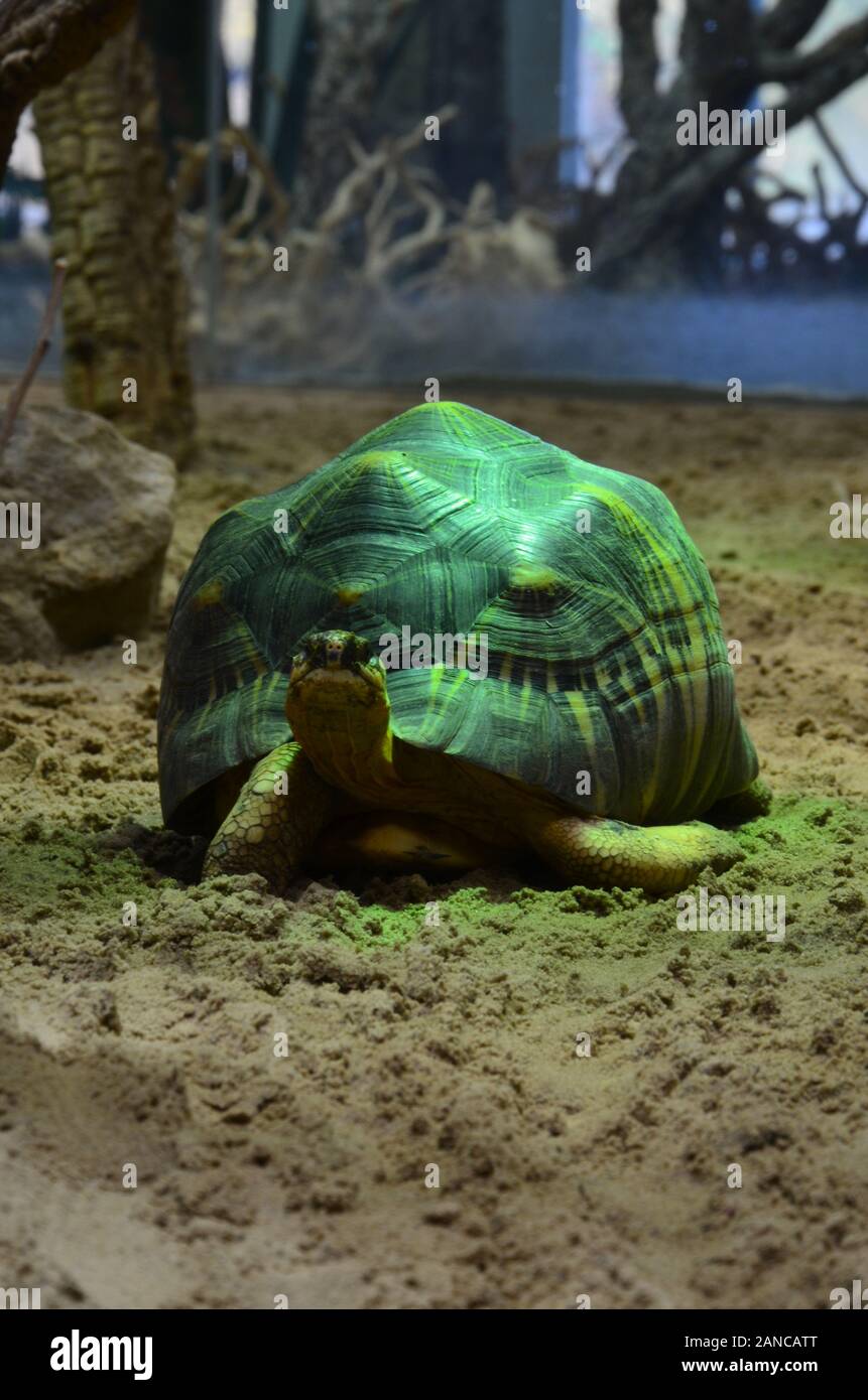 Land Tortoise walking in Sand Stock Photo - Alamy