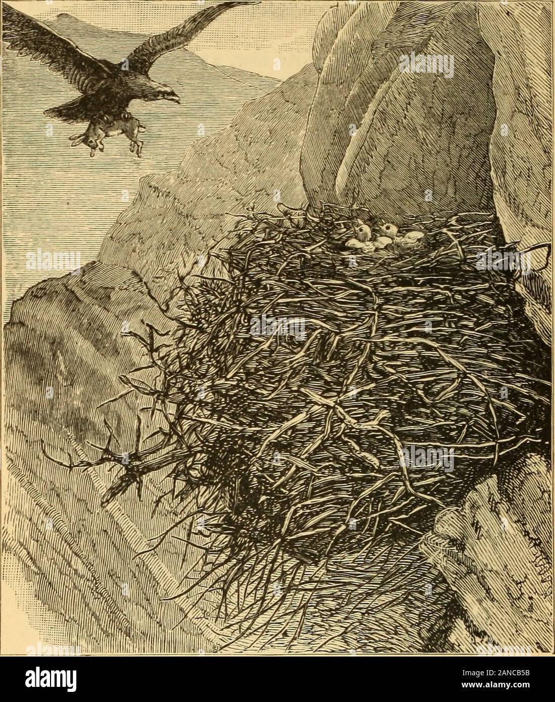 Animal life in the sea and on the land . Fis:. 220.—The Golden Eagle. 4 ...