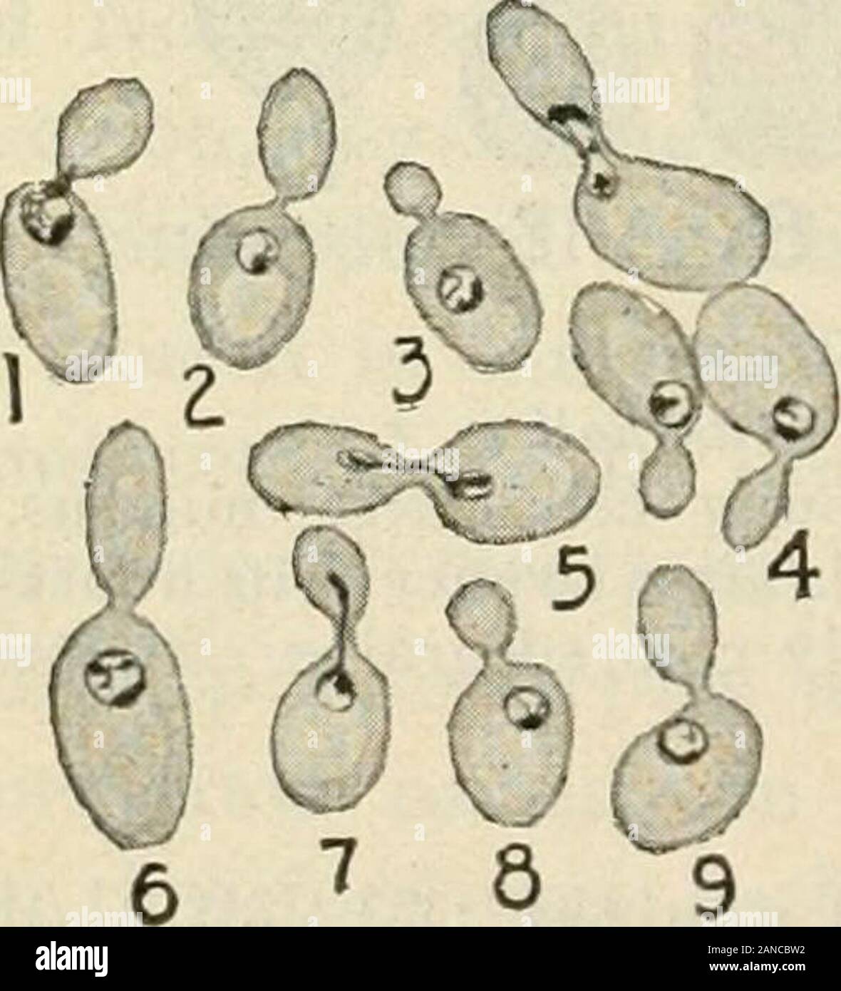 Budding yeast cells hi-res stock photography and images - Alamy