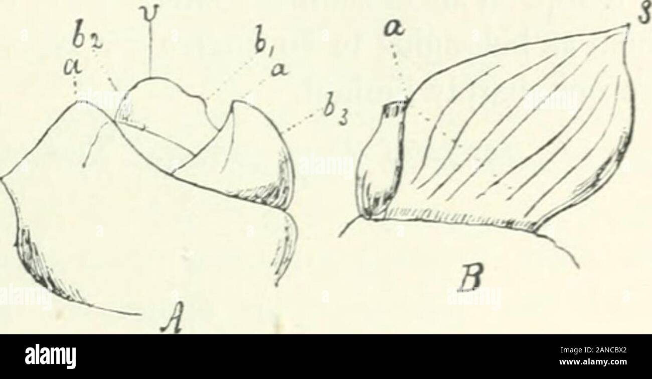 Fissidens hi-res stock photography and images - Alamy