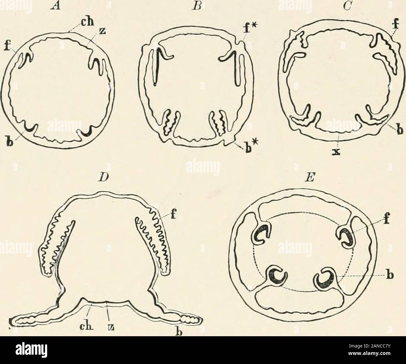 Rolled up larva hi-res stock photography and images - Alamy
