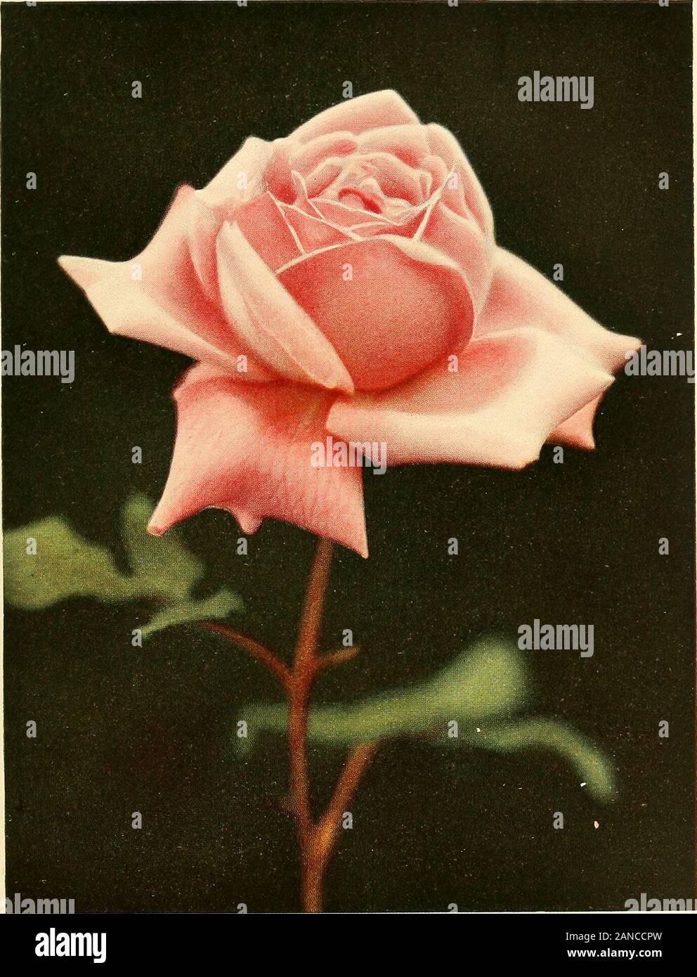 Lady barham hi-res stock photography and images - Alamy