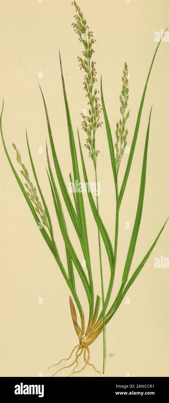 Bifid ribs hi-res stock photography and images - Alamy