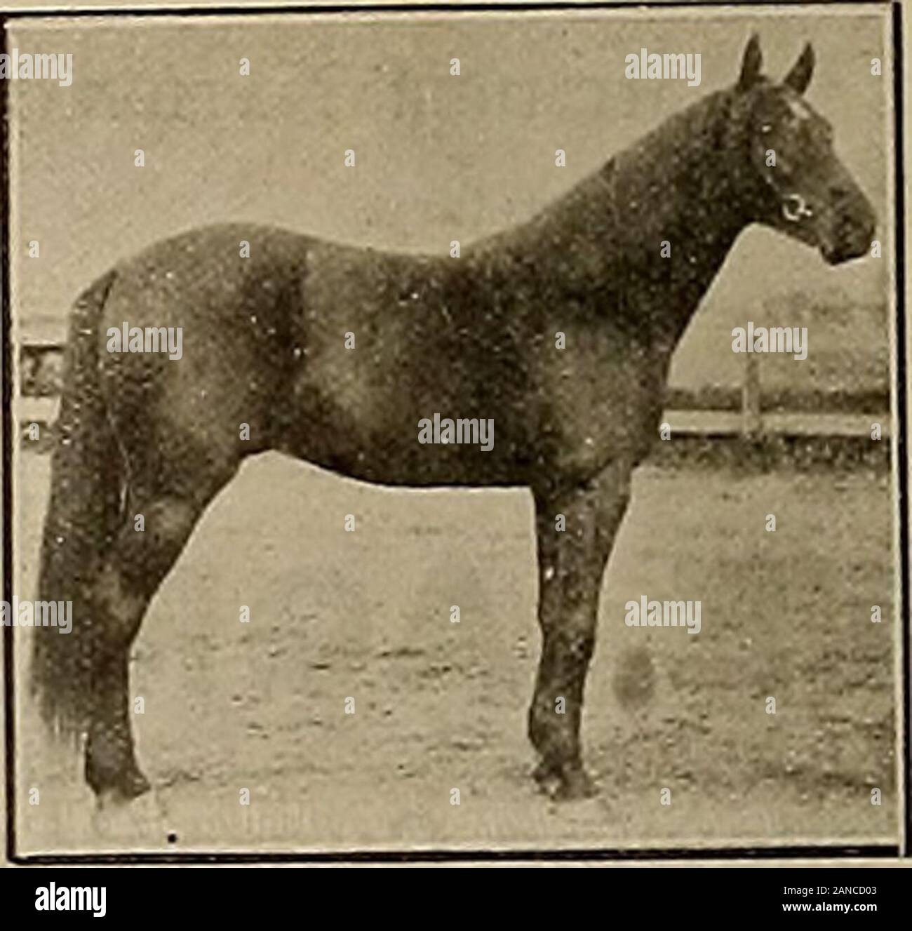 Australian terms hi-res stock photography and images - Alamy