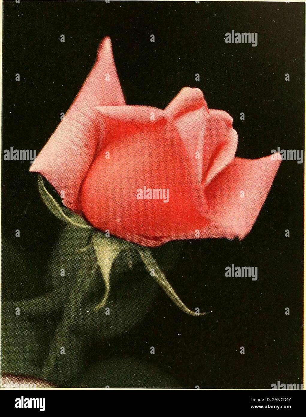 Lady ashtown hi-res stock photography and images - Alamy