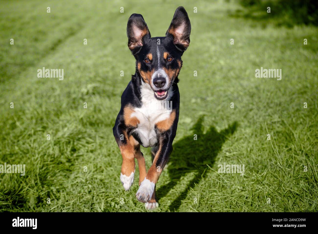 happy dog is running with flappy ears trough a garden with green grass ...