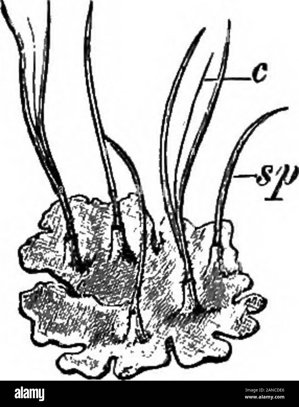 Anthoceros sp hi-res stock photography and images - Alamy