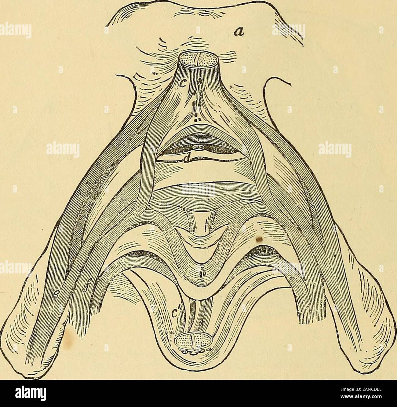 Perinei hi-res stock photography and images - Alamy