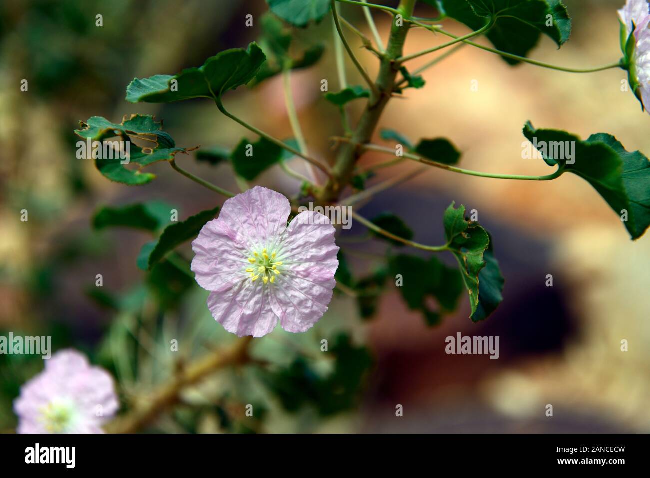 Sarcocaulon marlothii,syn Monsonia marlothii,Bushman’s Candle,namibia ...