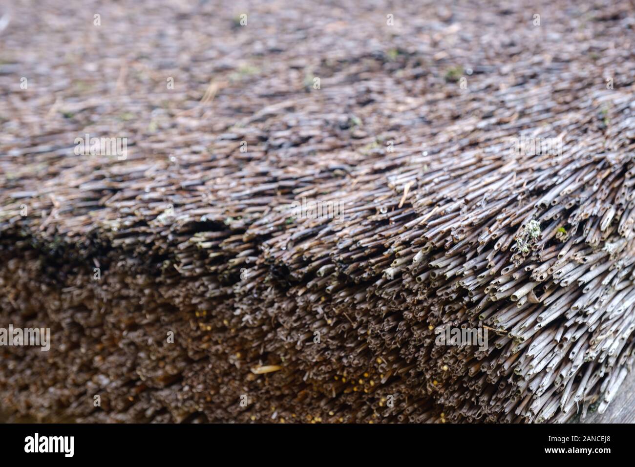 Close-up of aged gray roof made up from dried reed, perspective view ...