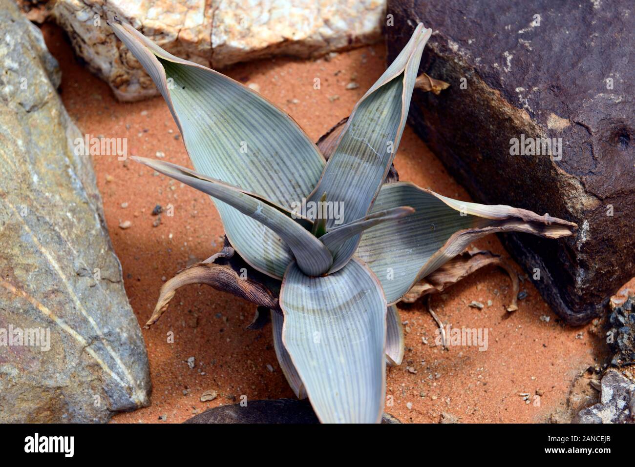 Aloe striata haw subsp karasbergensis hi-res stock photography and ...