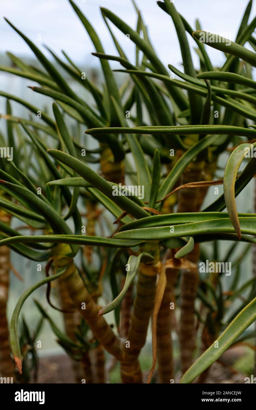 Aloidendron ramosissimum,maiden's quiver tree,namibian tree,namibian ...