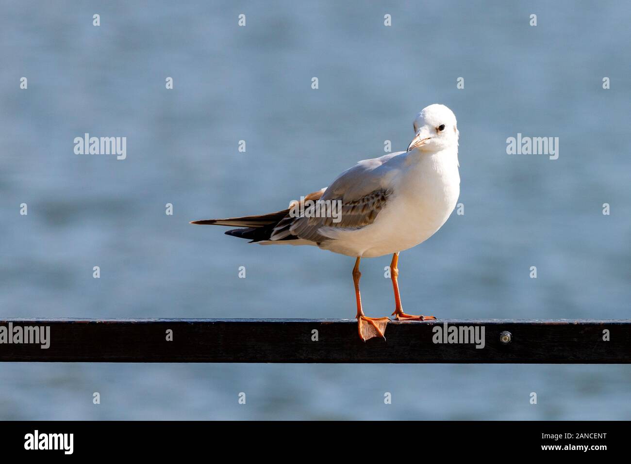 Seagull are birds in the family Laridae Stock Photo - Alamy