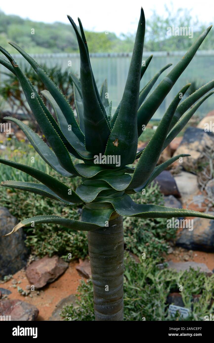 Aloidendron pillansii,syn Aloe pillansii,giant quiver tree, bastard ...