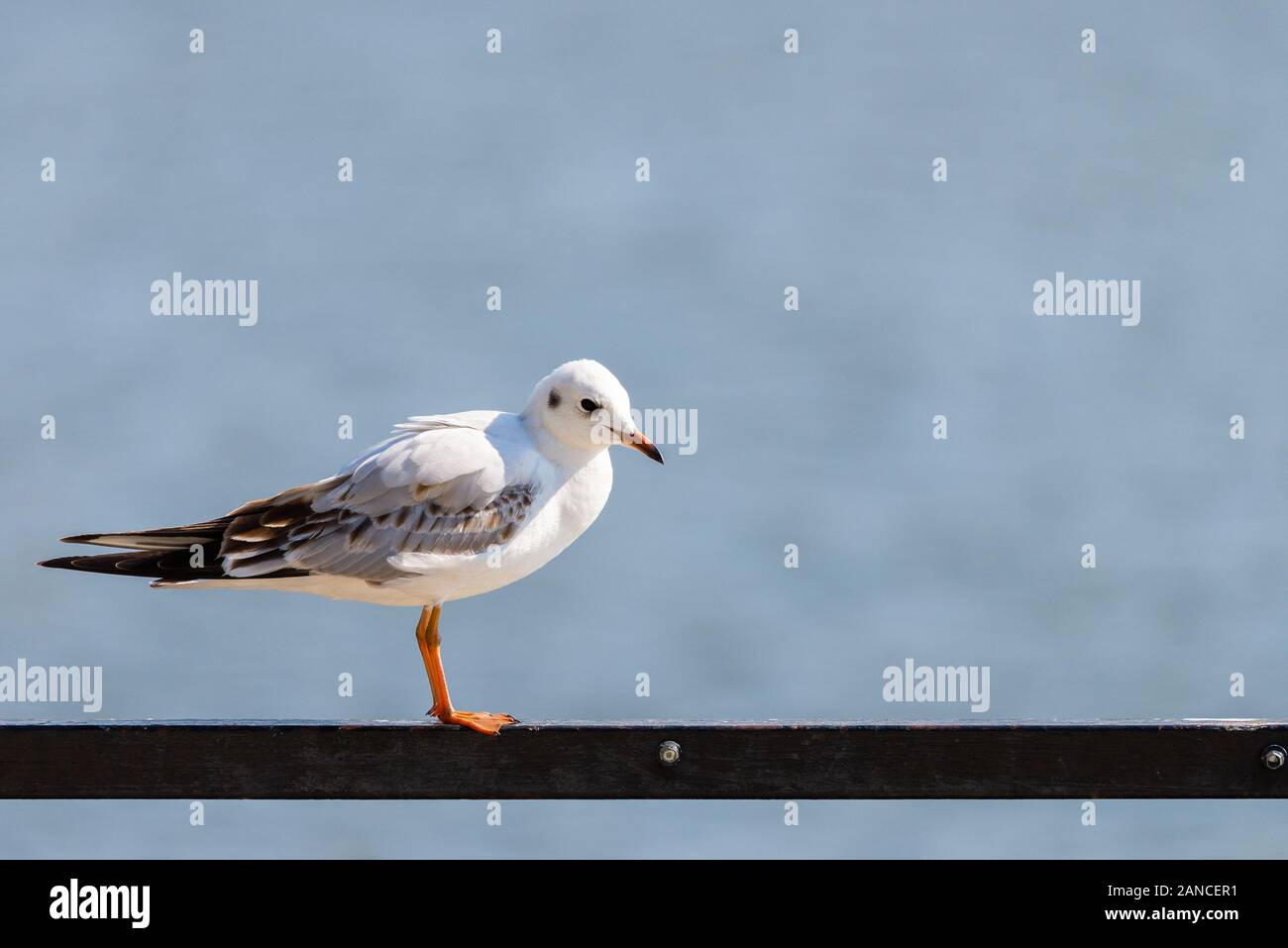 Seagull are birds in the family Laridae Stock Photo - Alamy