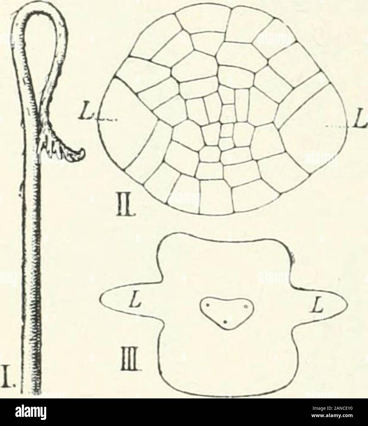 Pteris serrulata hi-res stock photography and images - Alamy