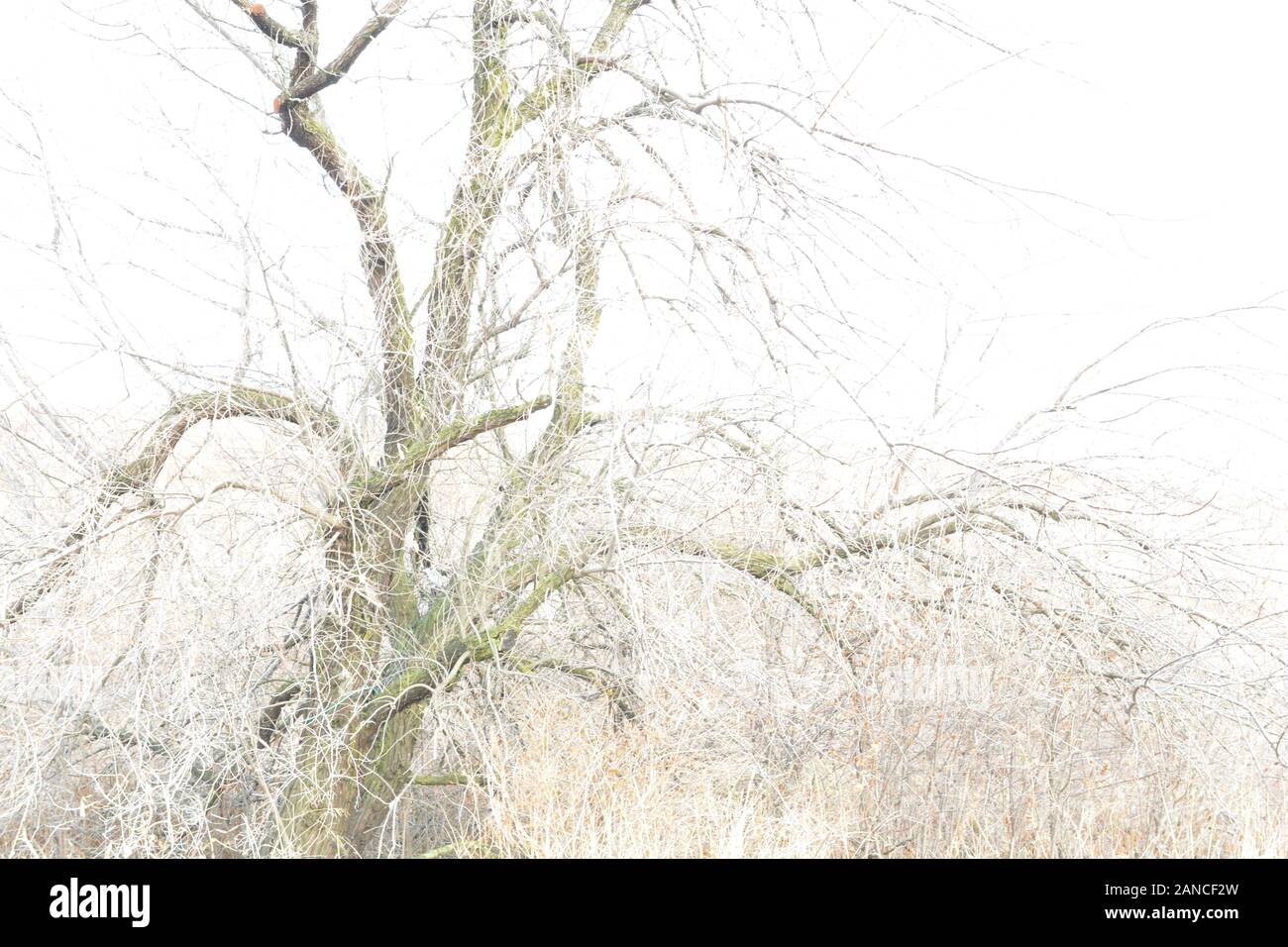 Ghostly tree on hillside Stock Photo - Alamy