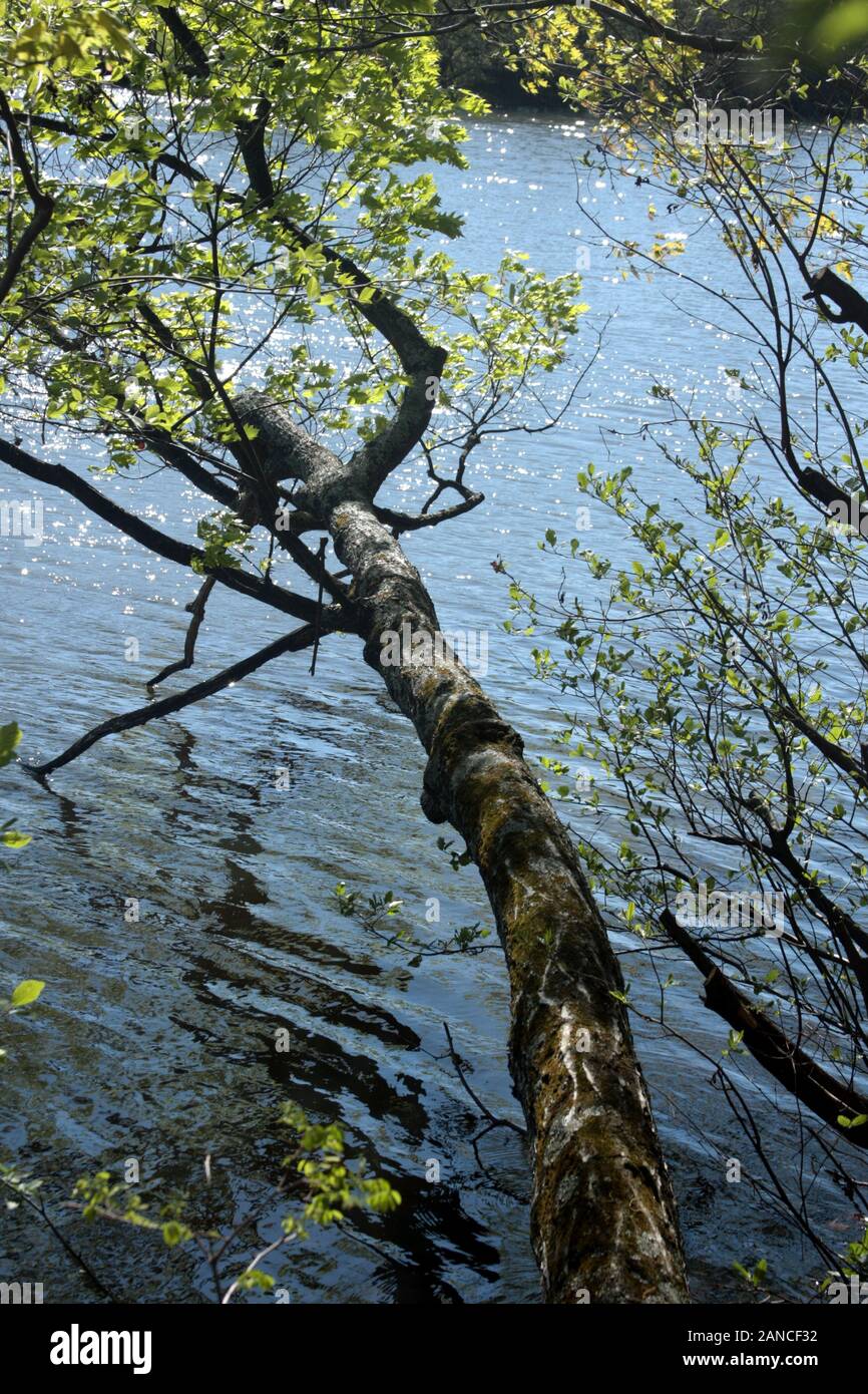 Tree bent over a river Stock Photo - Alamy