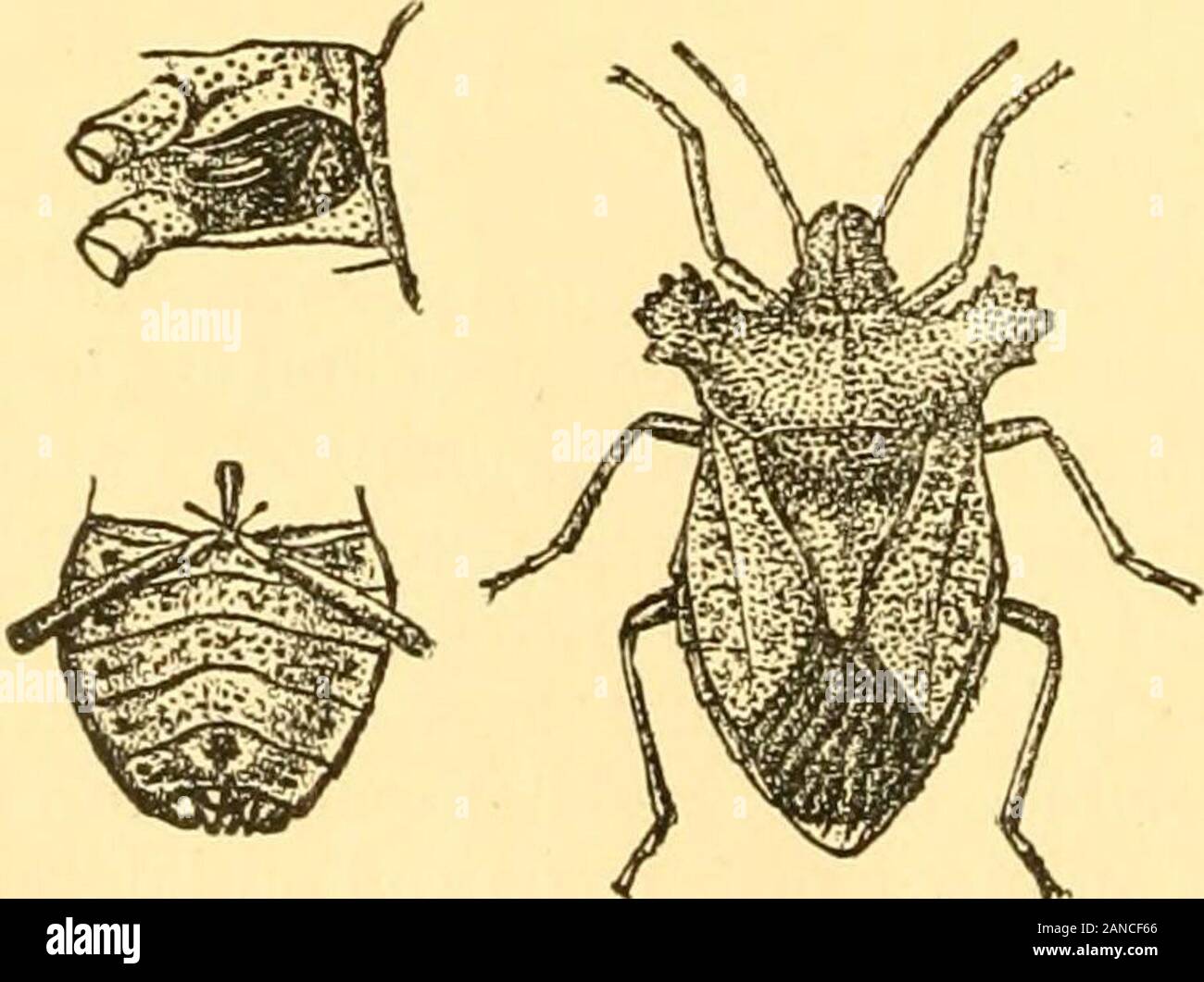 Margins crenulate hi-res stock photography and images - Alamy