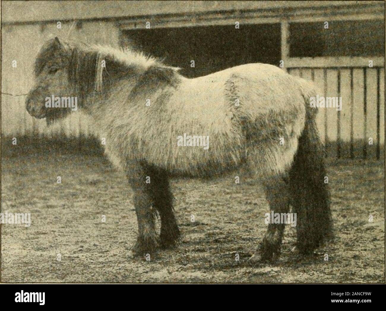 Celtic pony hi-res stock photography and images - Alamy