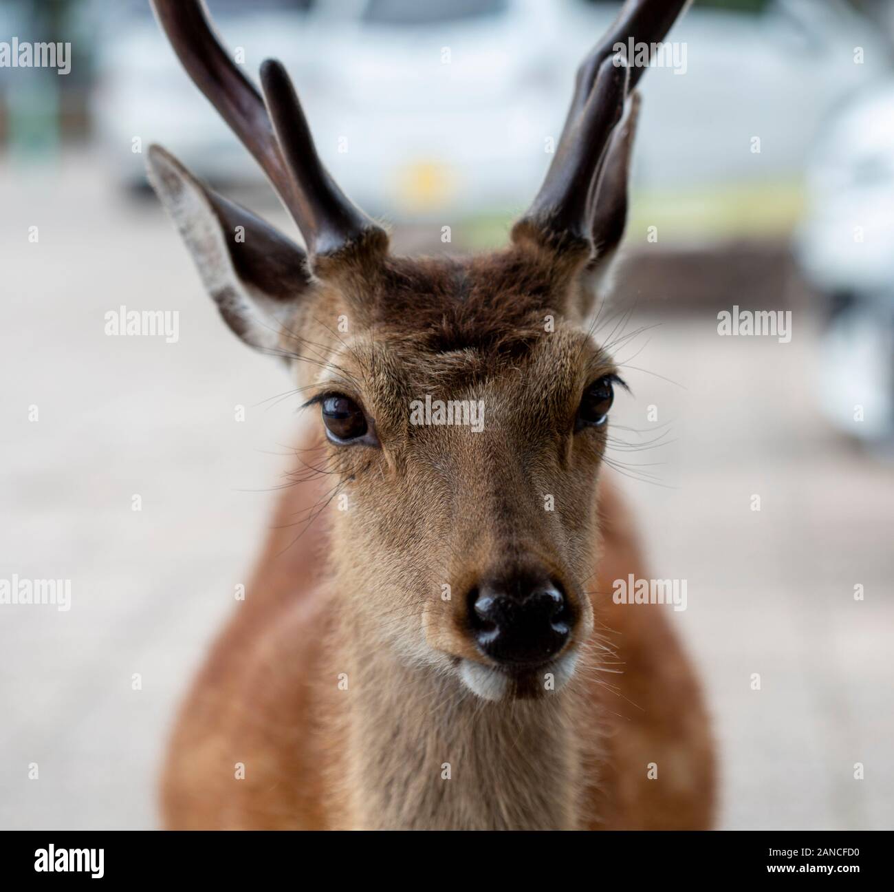 Friendly deer living on temple grounds in Nara and the island of ...