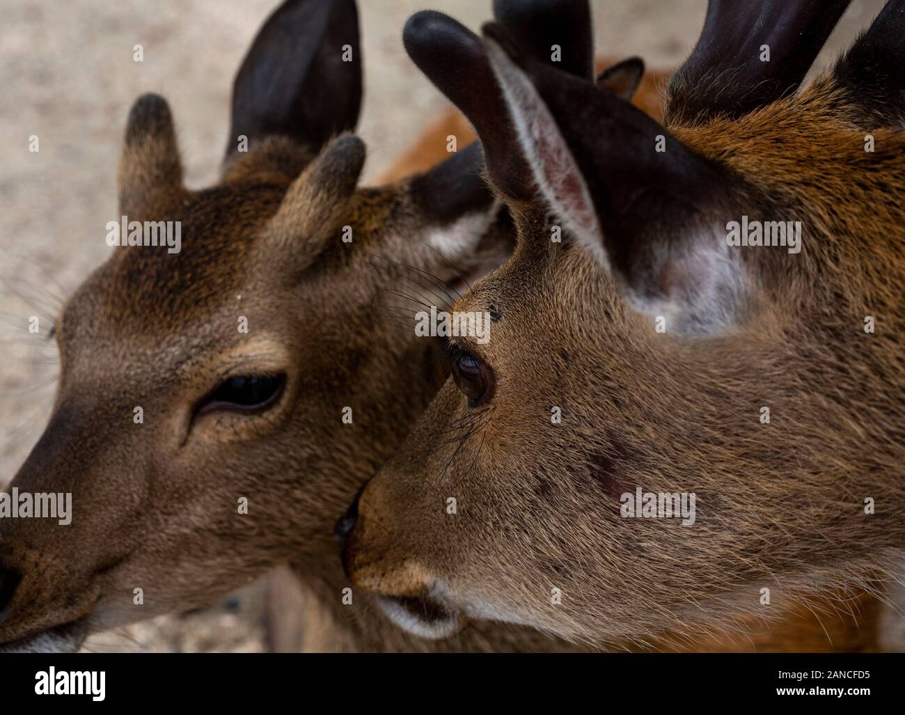 Friendly deer living on temple grounds in Nara and the island of ...