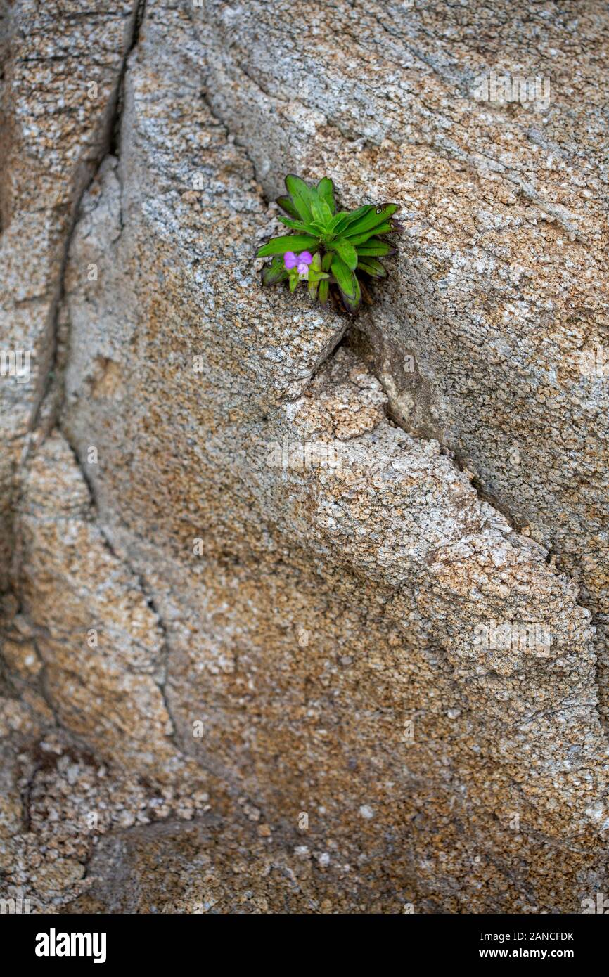 tiny purple flower with green leaves sprouting from a crack in a rock ...