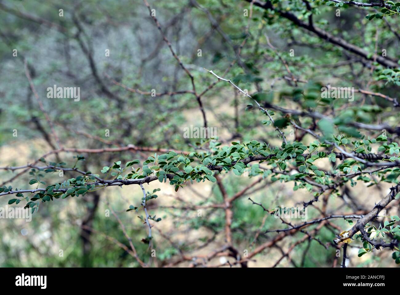Senegalia mellifera subsp detinens,acacia mellifera,common thorn tree ...