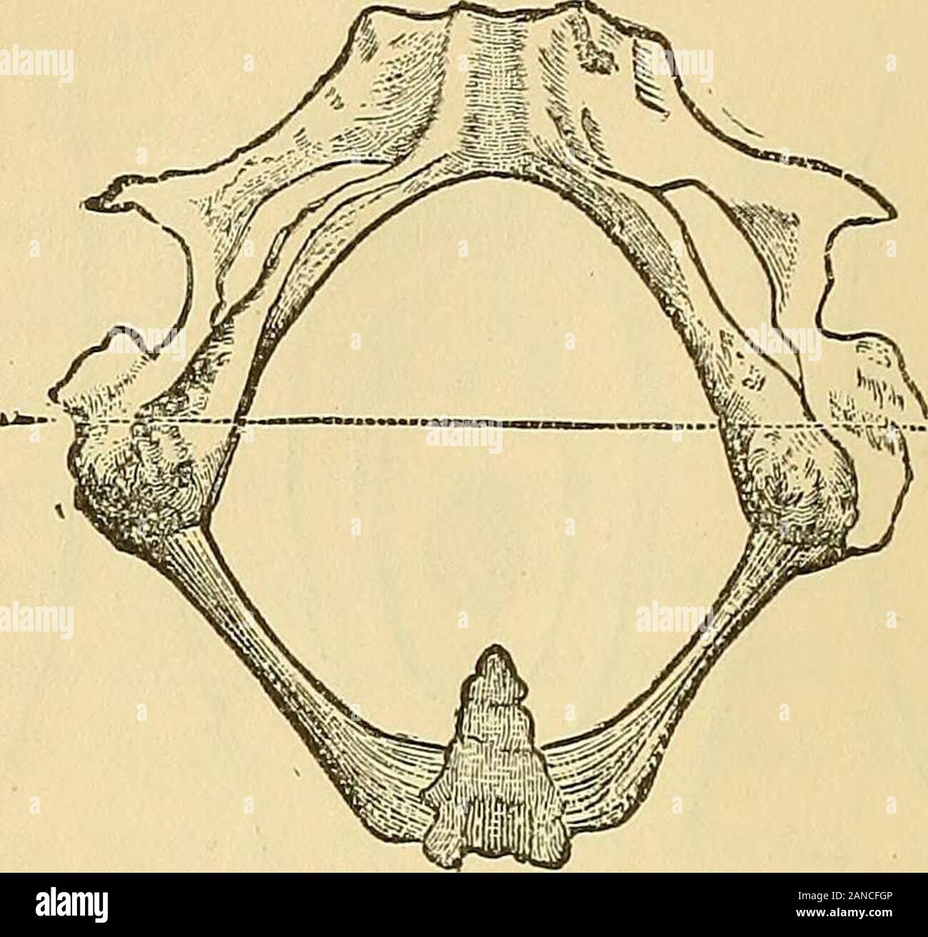 Manual of gynecology . , as it is misleading, especially in scientific ...
