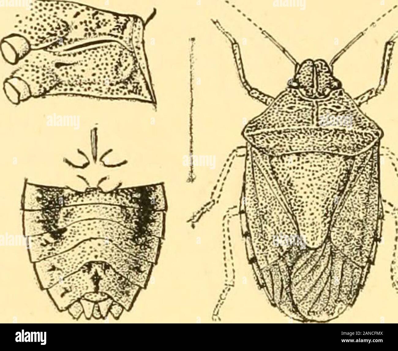Rhynchota .. . at base ; (antennae accidentally mutilated in unique ...