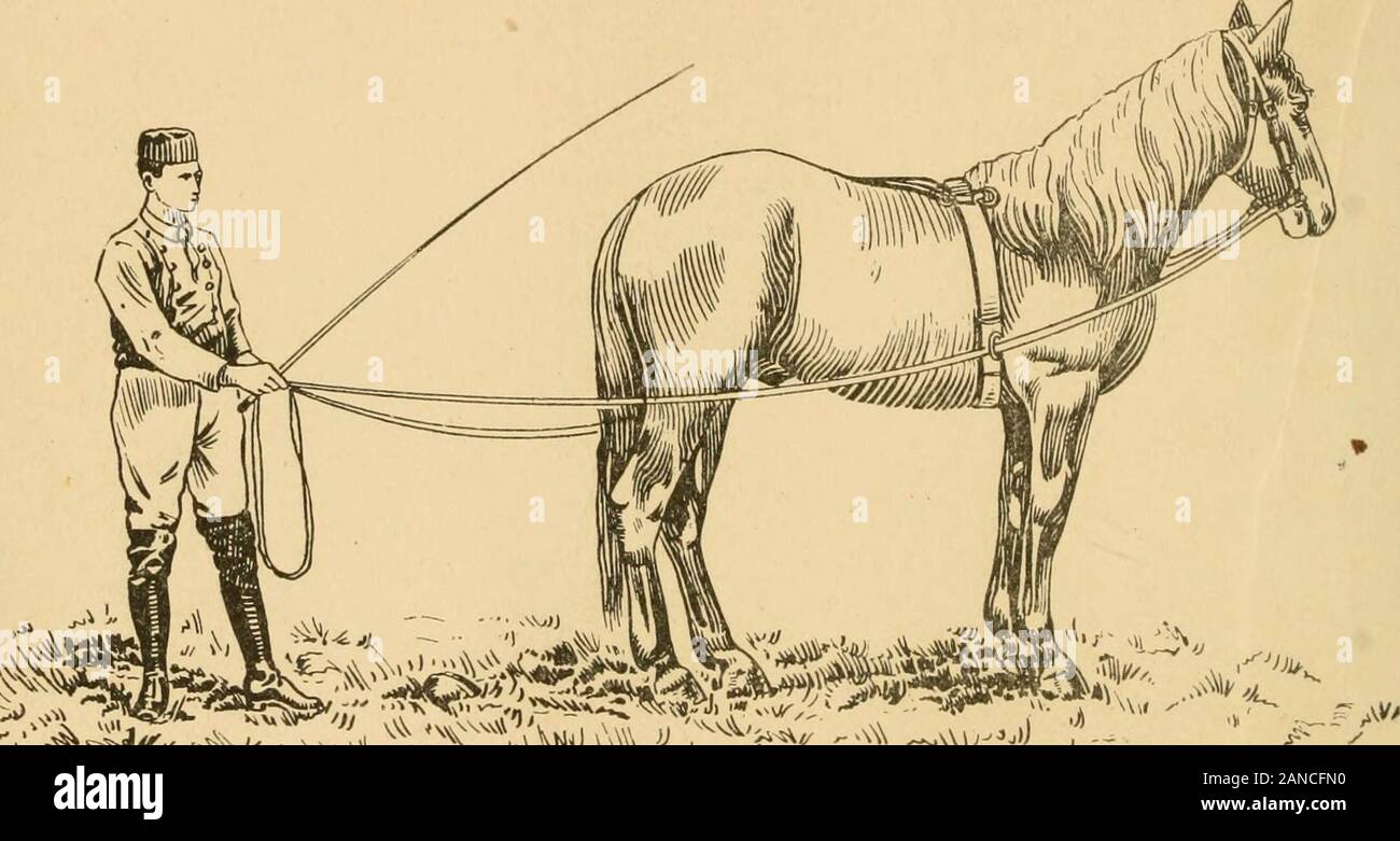 Jesse Beery's practical system of colt training . BOW TO TEACH THE COLT ...