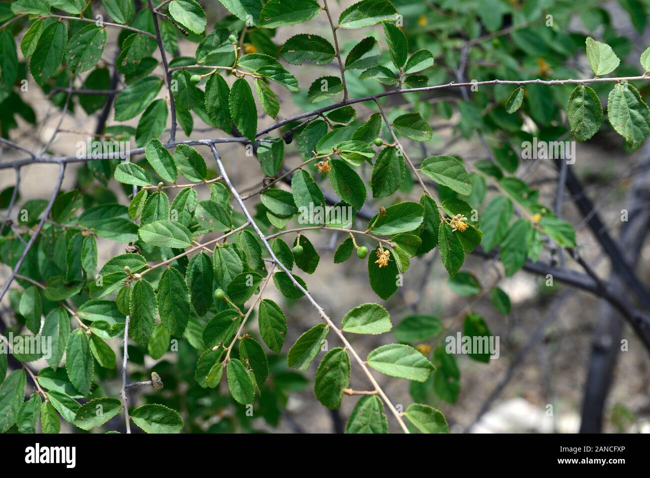 Grewia flavescens,sandpaper raisin, rough-leaved raisinbush, square ...