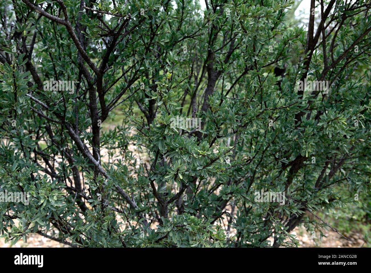 Boscia albitrunca,the shepherd tree or shepherd's tree,trees,leaves ...