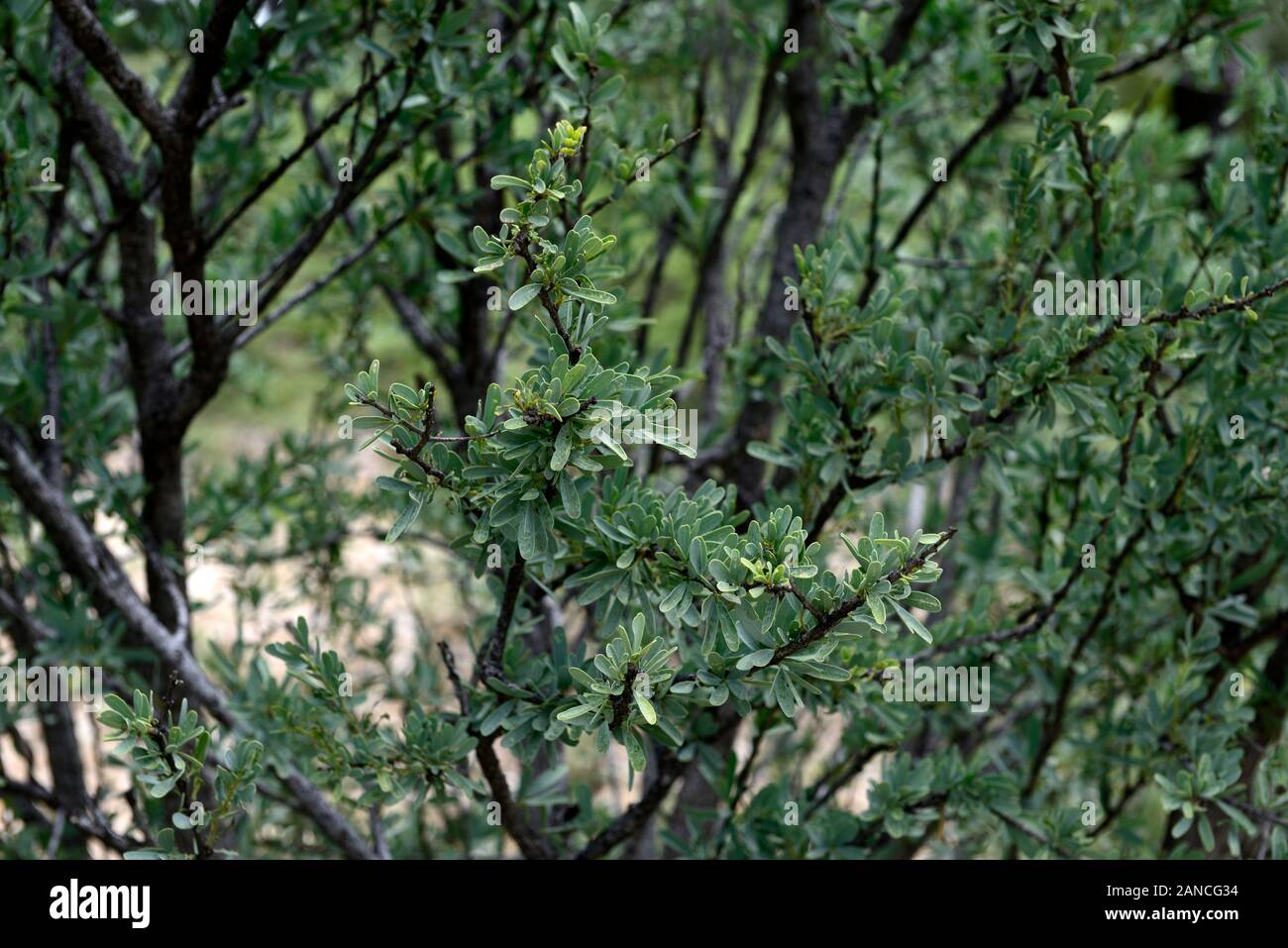 Namibian native tree hi-res stock photography and images - Alamy