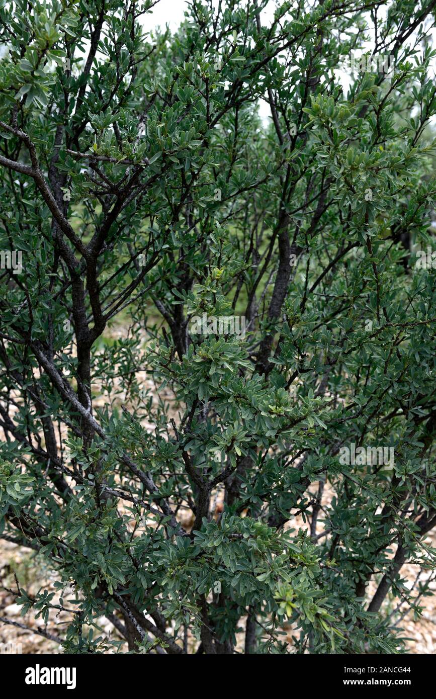 Namibian native plants hi-res stock photography and images - Alamy